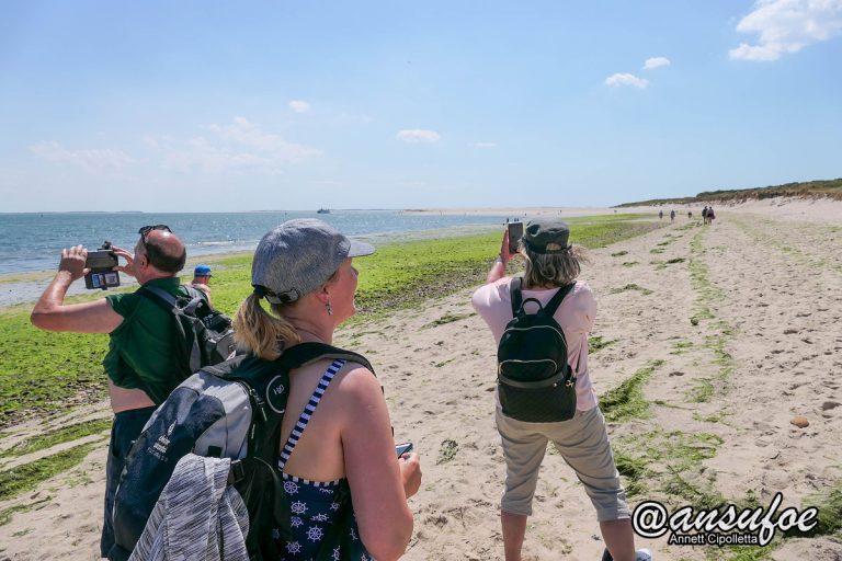 {Sylt} Hörnum Seehunde + Odde (Teil 6) – ansufoes Tagebuch