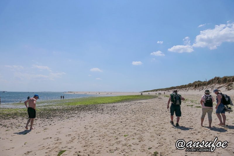 {Sylt} Hörnum Seehunde + Odde (Teil 6) – ansufoes Tagebuch