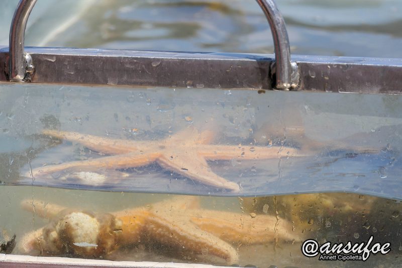 {Sylt} Hörnum Seehunde + Odde (Teil 6) – ansufoes Tagebuch